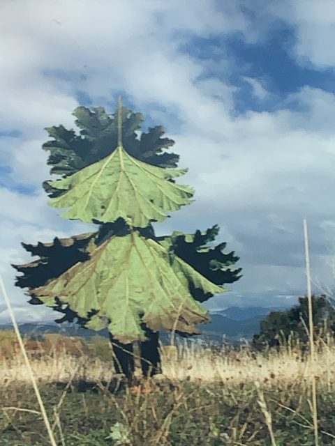 Winter | TAC Art Gallery | Buy Original Art